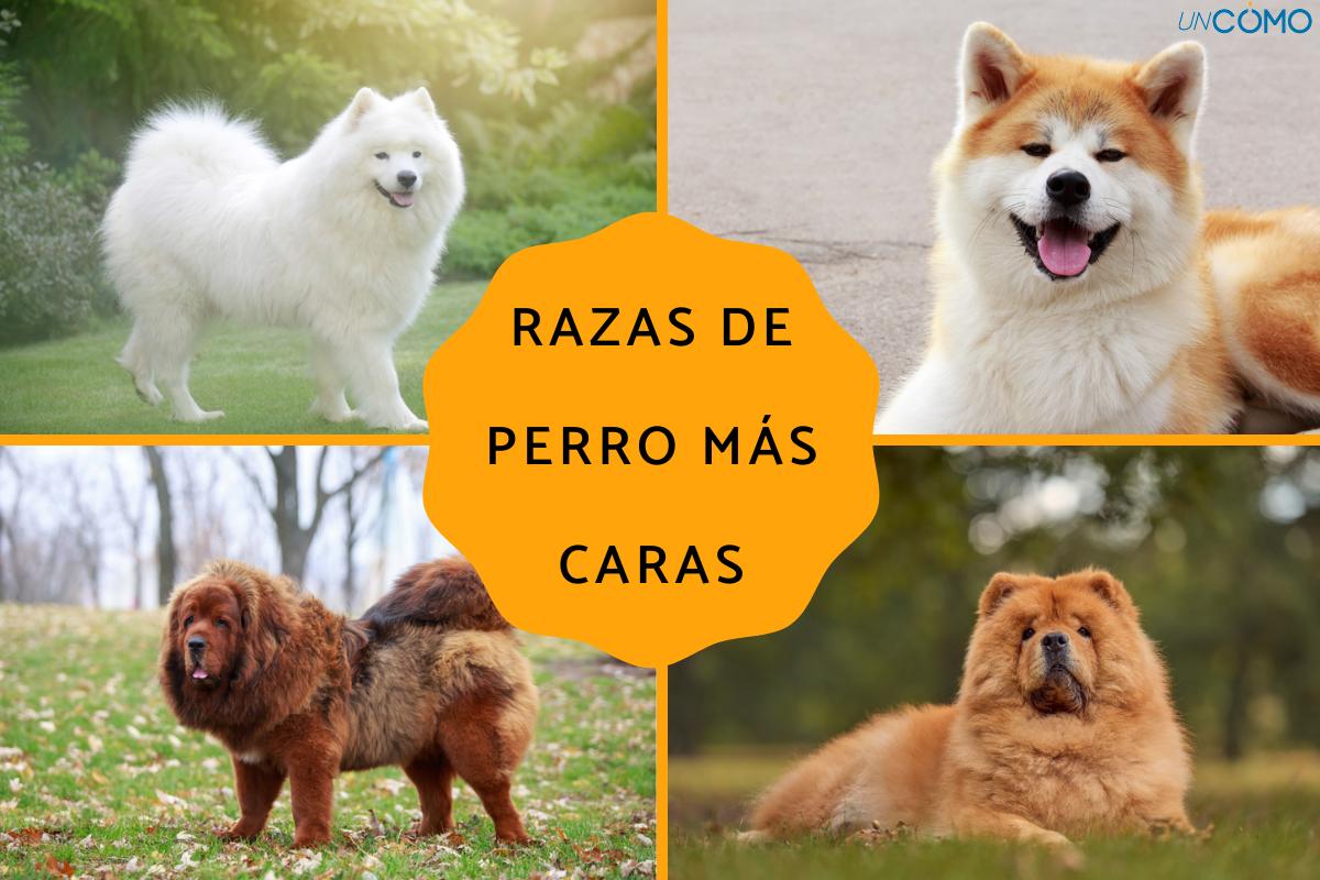 Razas De Perros Famosas