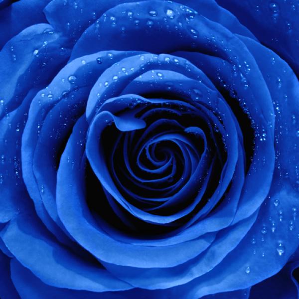 Significado del azul y de la rosa azul: qué significa en el lenguaje de ...