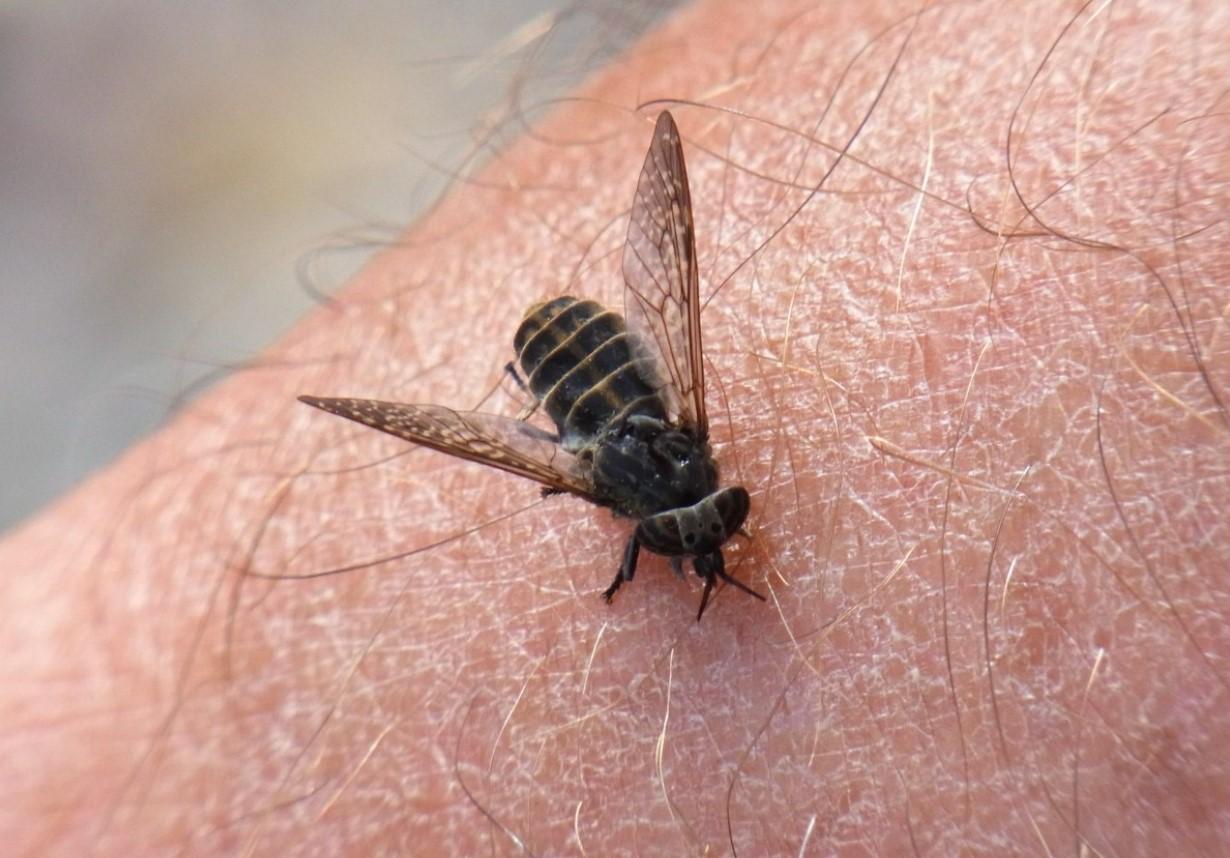 ¿Las moscas pican? - Conoce la mordedura de estos insectos y qué hacer ...