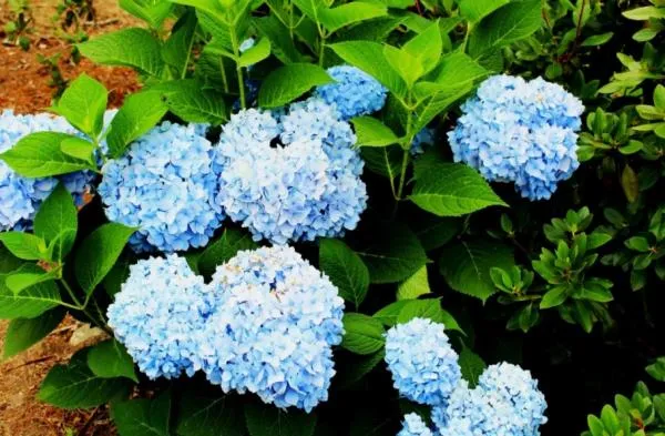 Flores Durante Todo El Año En Florida 15 Plantas De Exterior Con Flor