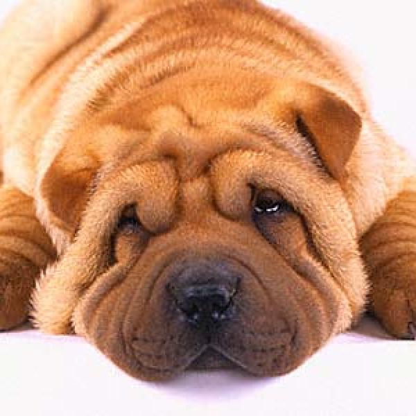 Hacer Cobertizo De Perros Shar Pei