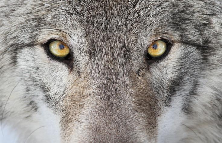 Qué significa el lobo como animal de poder