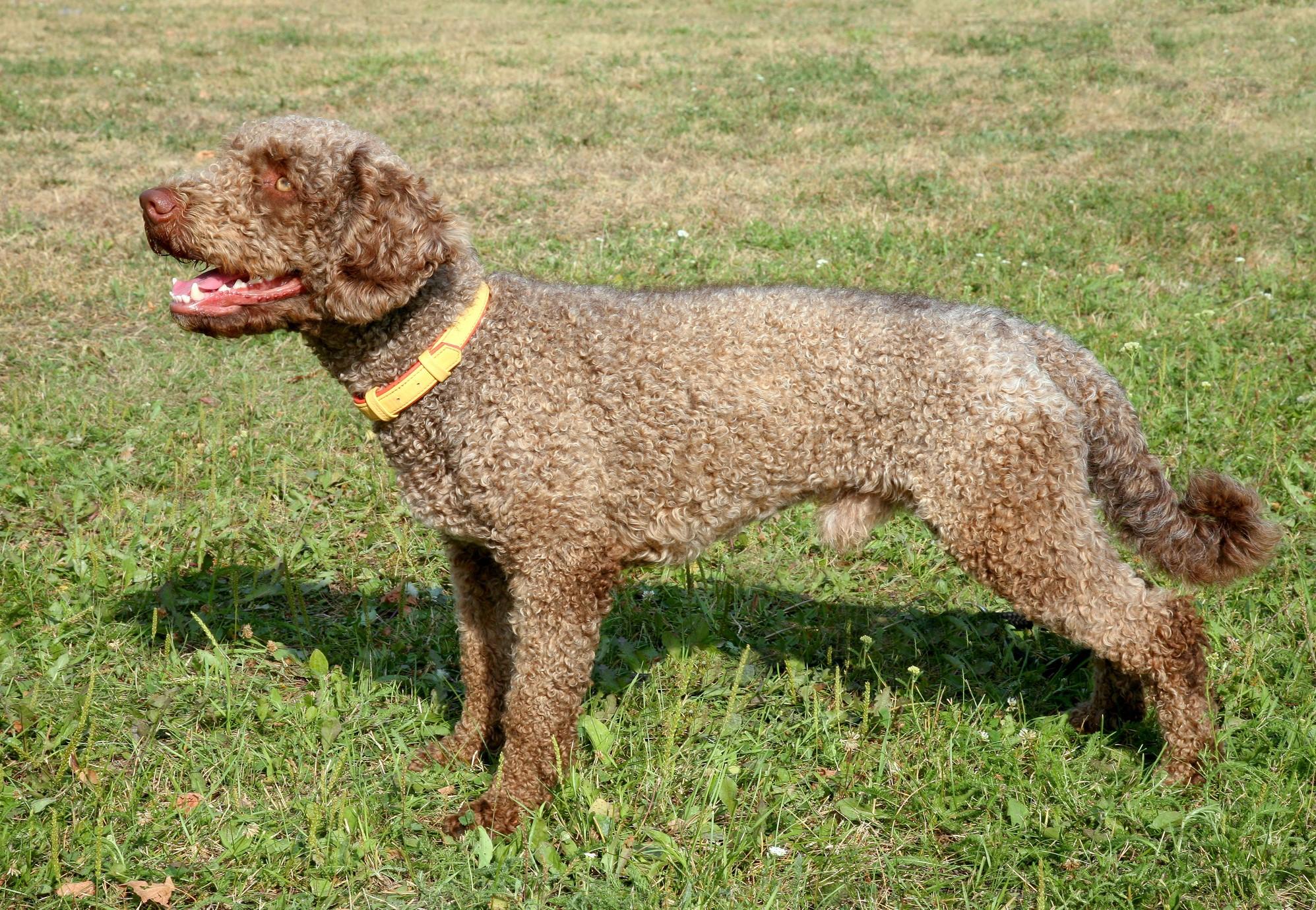 Razas de perros españoles - Conoce sus características específicas de ...