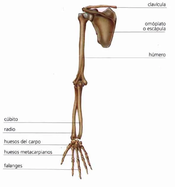 Anatomía De Los Huesos Del Brazo Superior