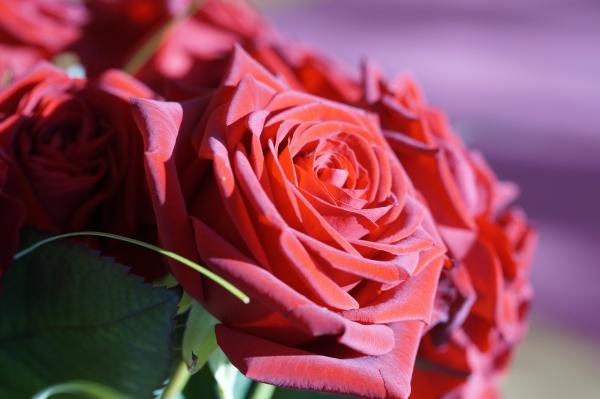 Cómo hacer que un ramo de rosas dure más tiempo - 7 pasos