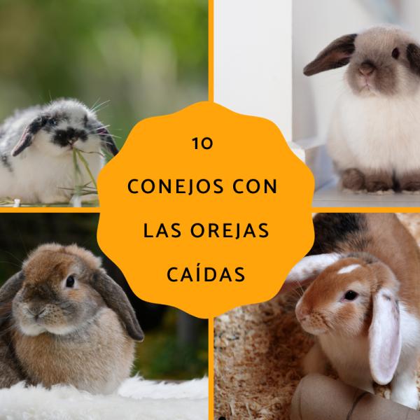 Conejos De Orejas Largas En Texas Conejos Orejas Largas En Venta