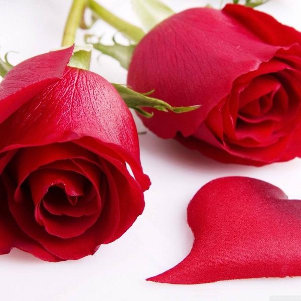 Qué significa una rosa roja? Significado en el lenguaje de las flores ...