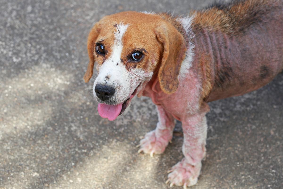 Cómo curar la sarna en perros con remedios caseros - Descubre los ...