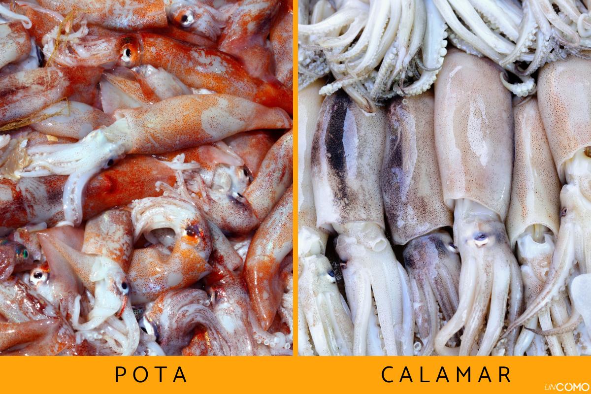 Pota y calamar, ¿son lo mismo? Conoce sus diferencias