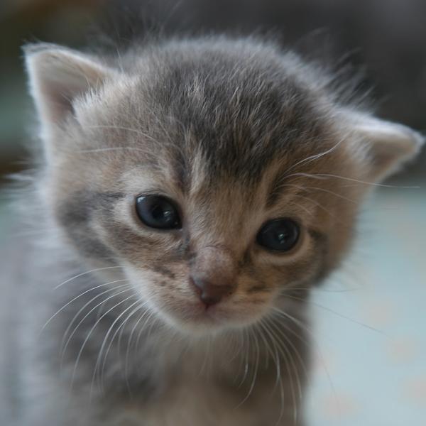 Gatito Bebe Llorando Por Qué Mi Gato Maúlla Mucho! | Purina Mexico