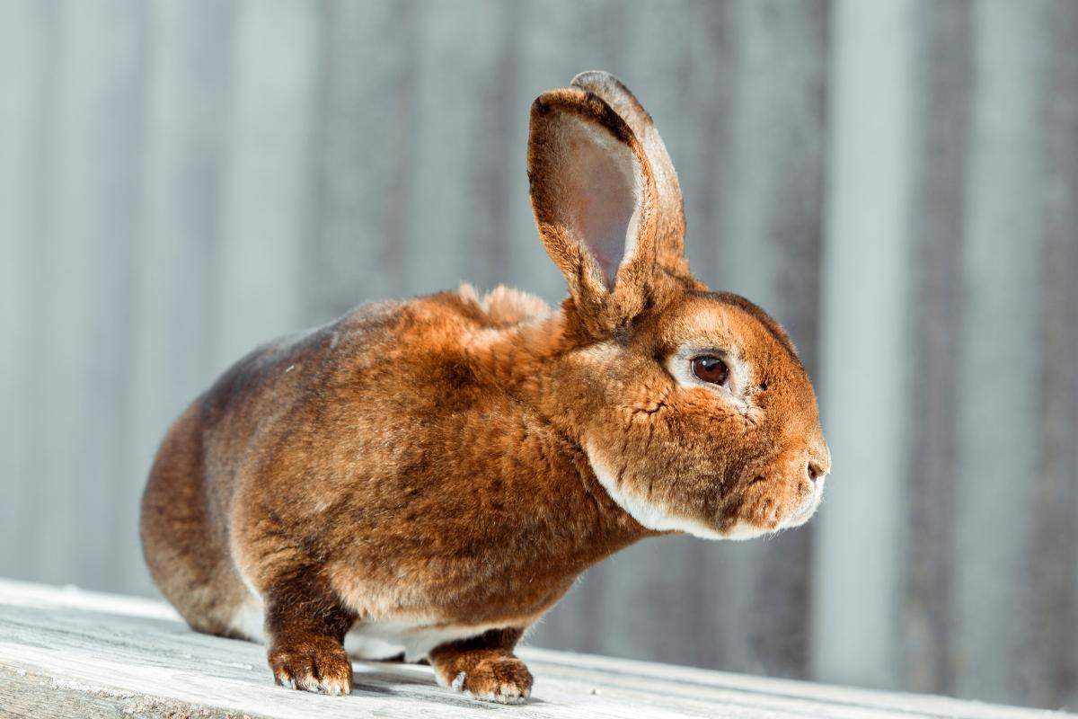 10 razas de conejos - ¡Descubre cuáles son los más populares y todas ...