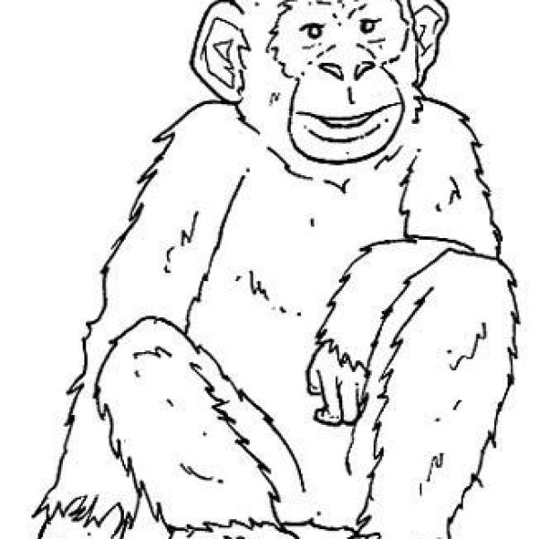 Dibujo De Mono Para Niños Paso A Paso Dibujos De Mono Cómo Dibujar