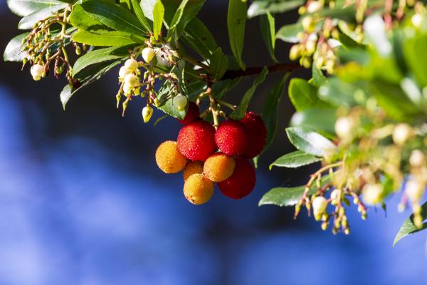 Madroño: propiedades y contraindicaciones - Descubre qué aporta este ...