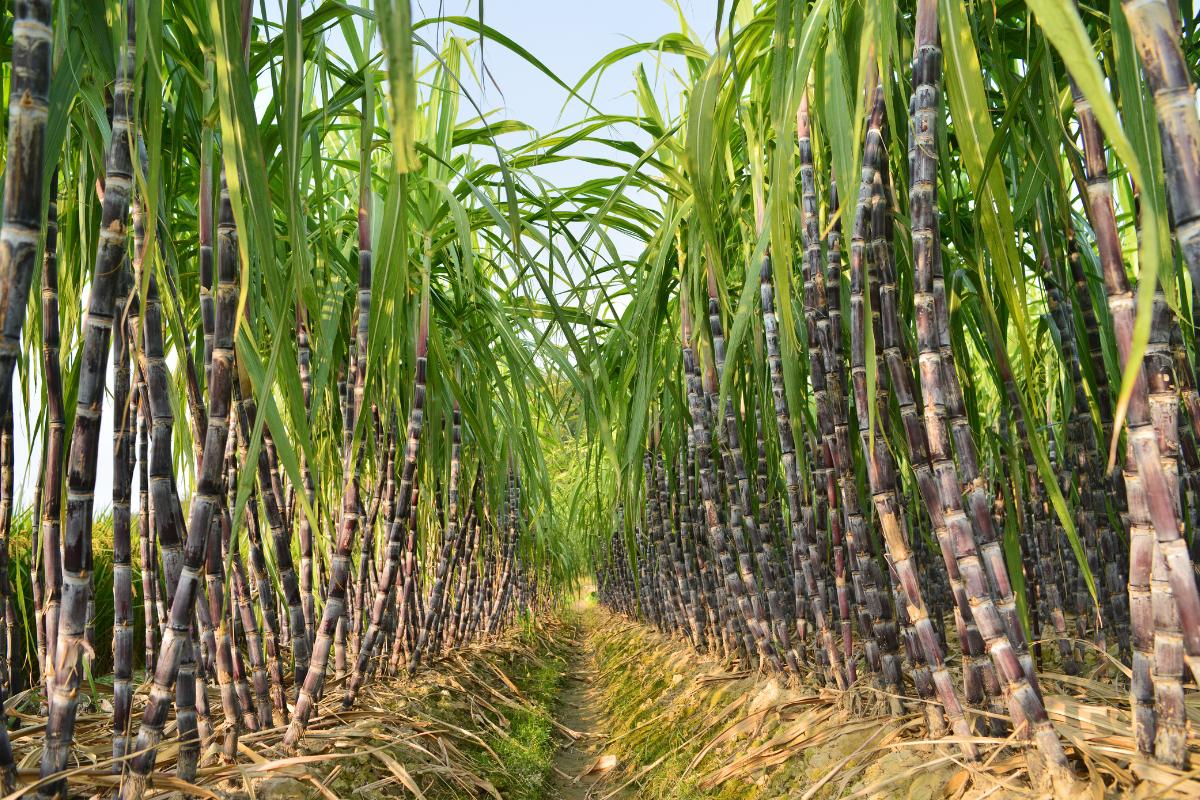 ¿De dónde sale el azúcar? - ¡Descubre cuál es su origen y cuál es la ...