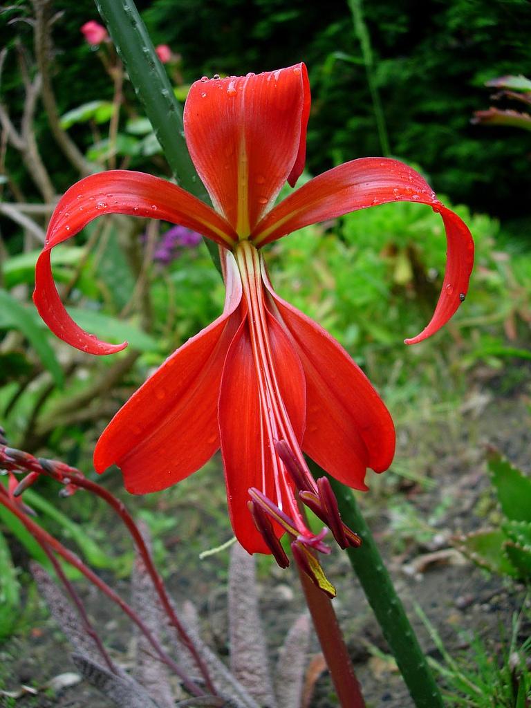 Cómo cultivar la flor de lis - 6 pasos