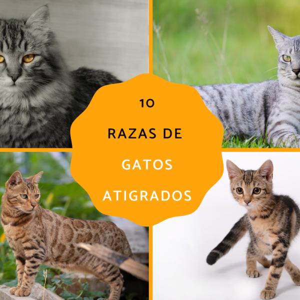 Mezcla De Gato Atigrado De Color Naranja De Bengala