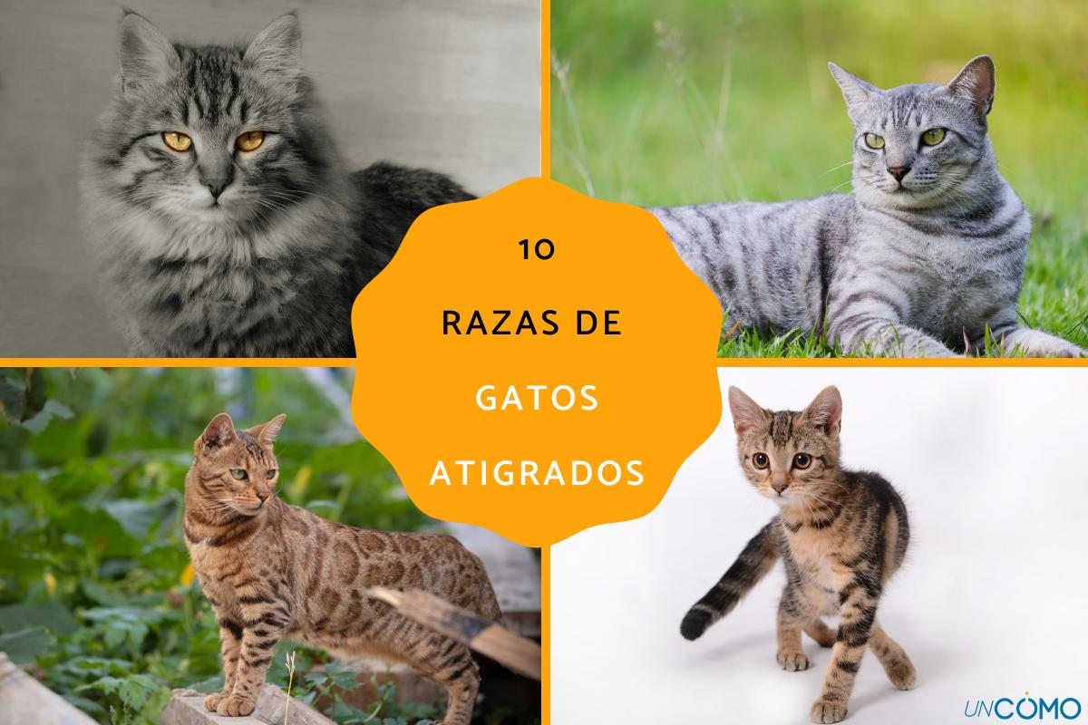10 razas de gatos atigrados - ¡Descubre cuáles son y todas las características de estos felinos!