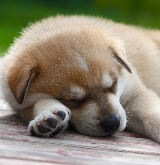 Cómo elegir el nombre de mi perro - 7 pasos