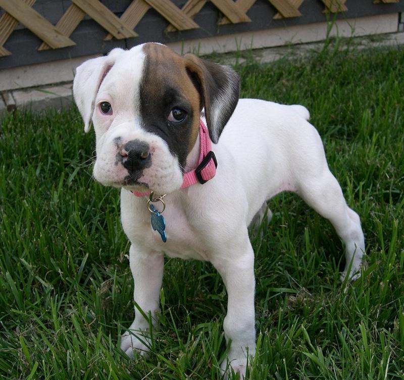 Cuidados del Boxer - 7 pasos