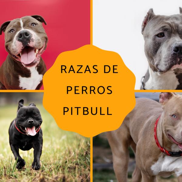Los Pitbull Son Una Raza Terrier