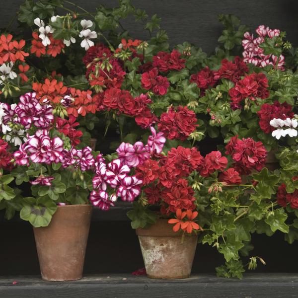 Combinaciones De Plantación De Geranios GERANIO ZONAL (Pelargonium
