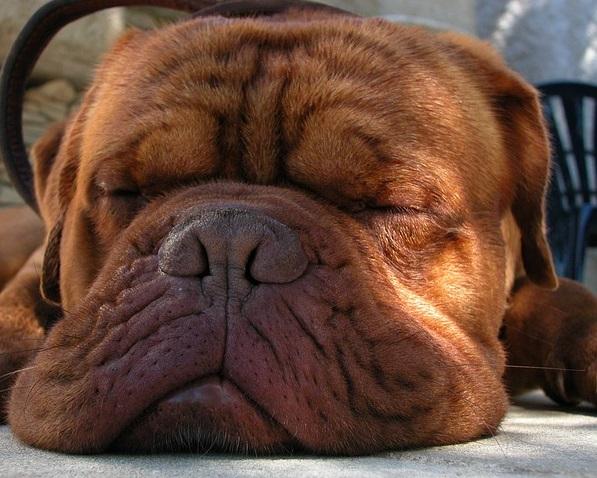 Puede Un Perro Estar Demasiado Cansado