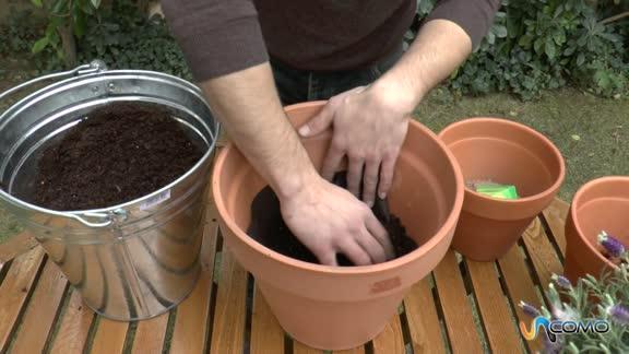 Cómo trasplantar una planta