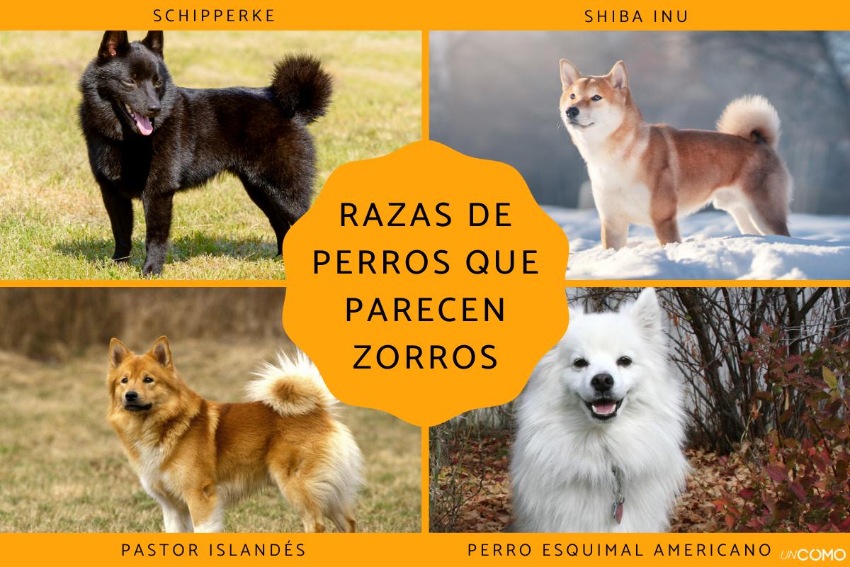 Son Los Zorros Un Tipo De Perro