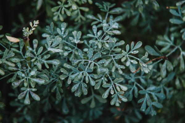 Cómo hacer una infusión de ruda, para que sirve y sus ...
