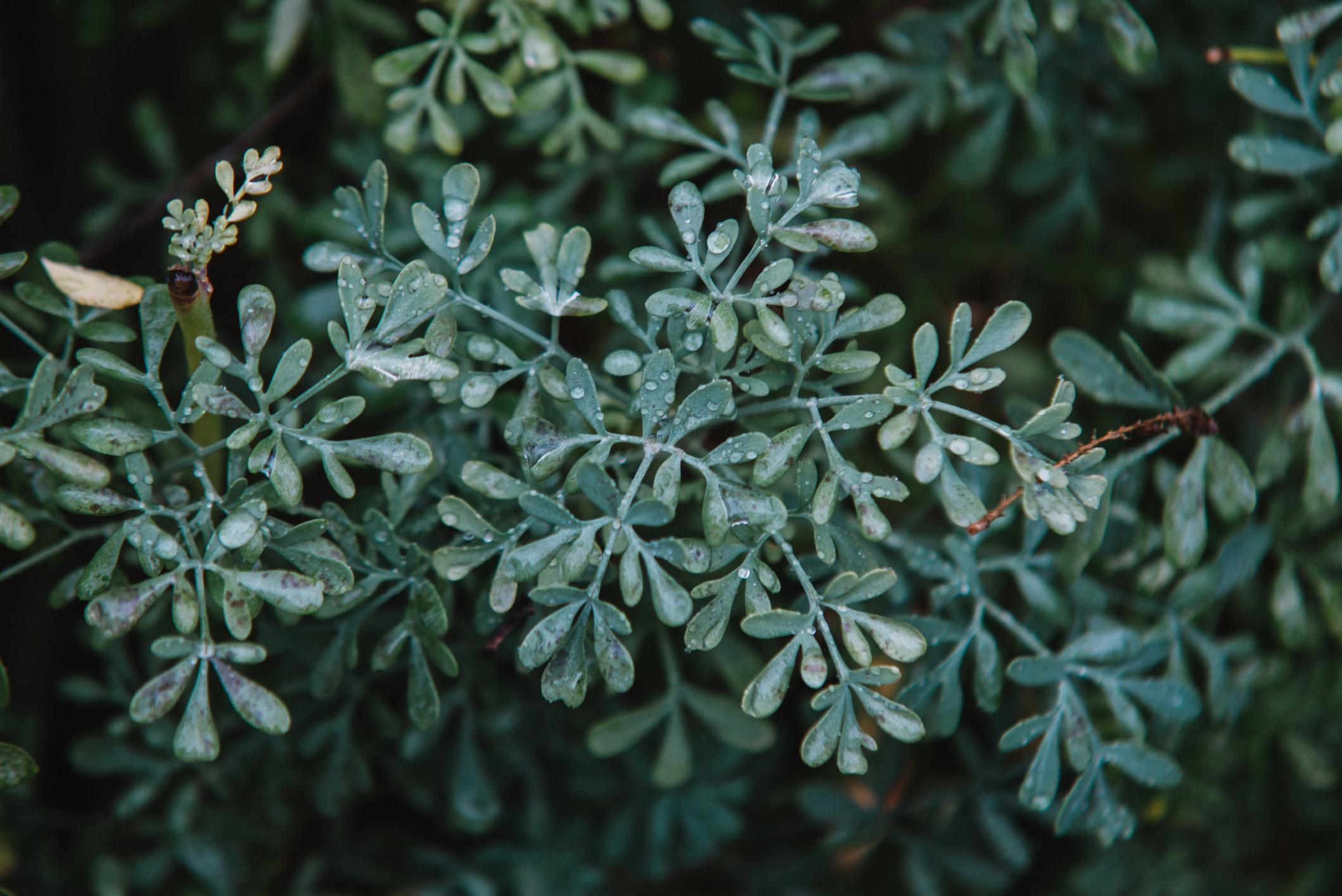 Cómo hacer una infusión de ruda, para que sirve y sus ...