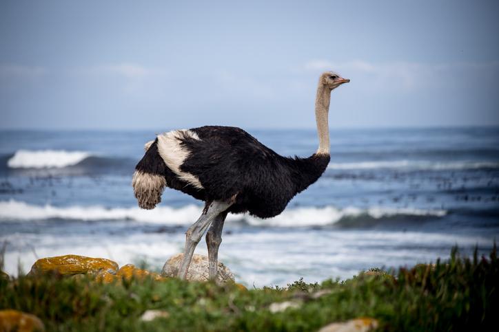 Cuáles son las aves más grandes del mundo - Desde el imponente avestruz ...