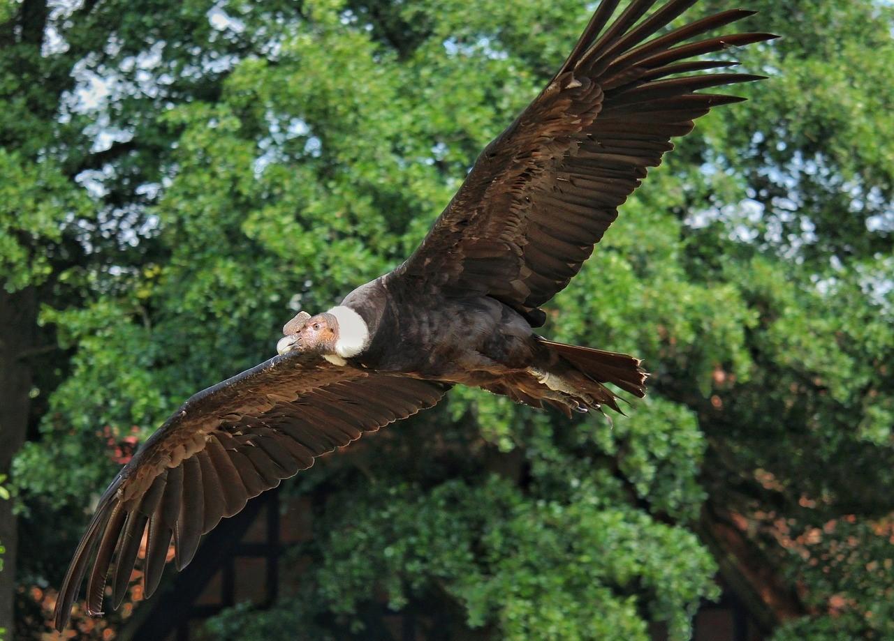 Cuáles son las aves más grandes del mundo - Desde el imponente avestruz ...