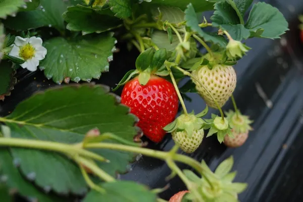 Plantas De Fresa Gigantes Fresas: Plantación, Cultivo Y Mantenimiento