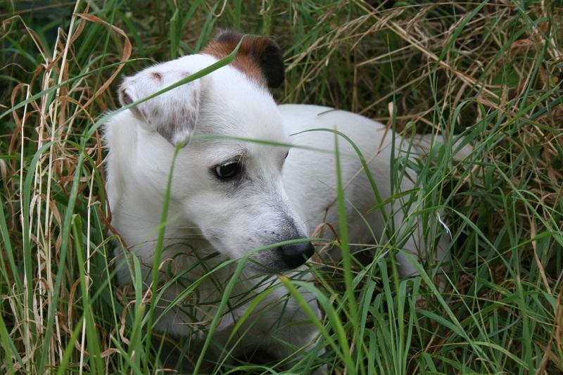 Qué es la coprofagia canina - 5 pasos