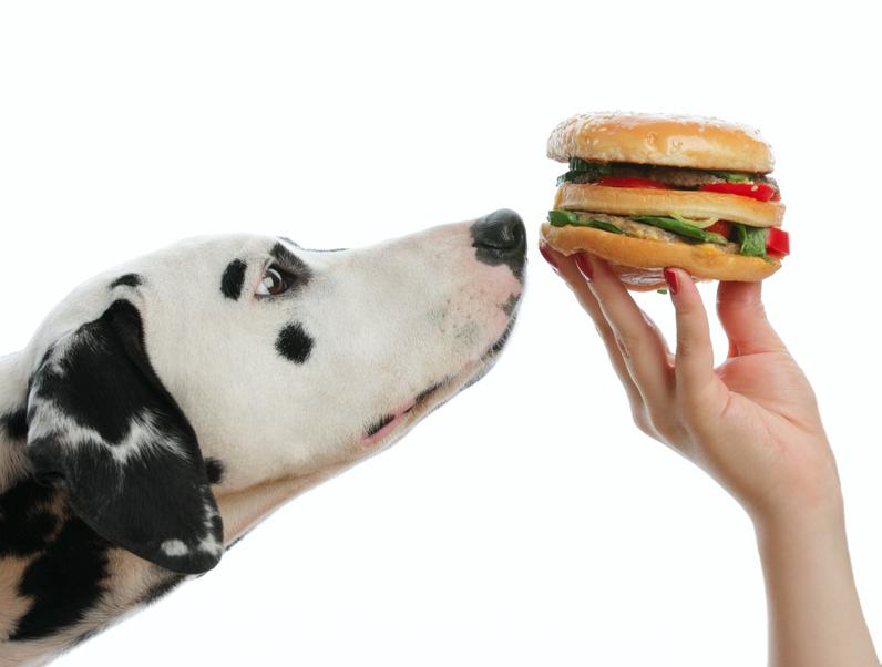 ¿Los PERROS pueden comer PAN? - aquí la respuesta