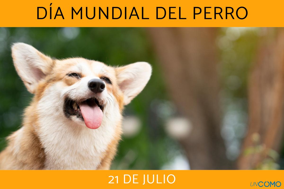 Día Mundial del Perro: cuándo es y por qué se celebra - Descubre cómo ...
