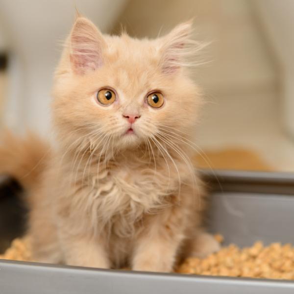 Razas De Gatos Miniatura Adultos TOP 5 De Razas De Perros Miniatura En