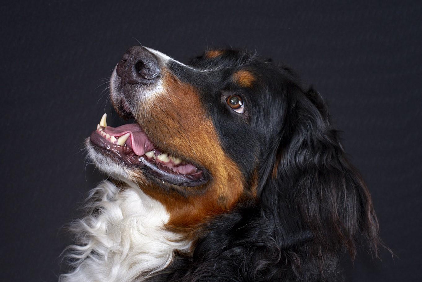 boyero de berna de pelo corto