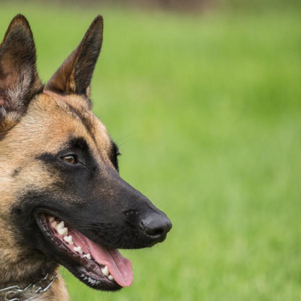 pastor belga malinois negro cachorro