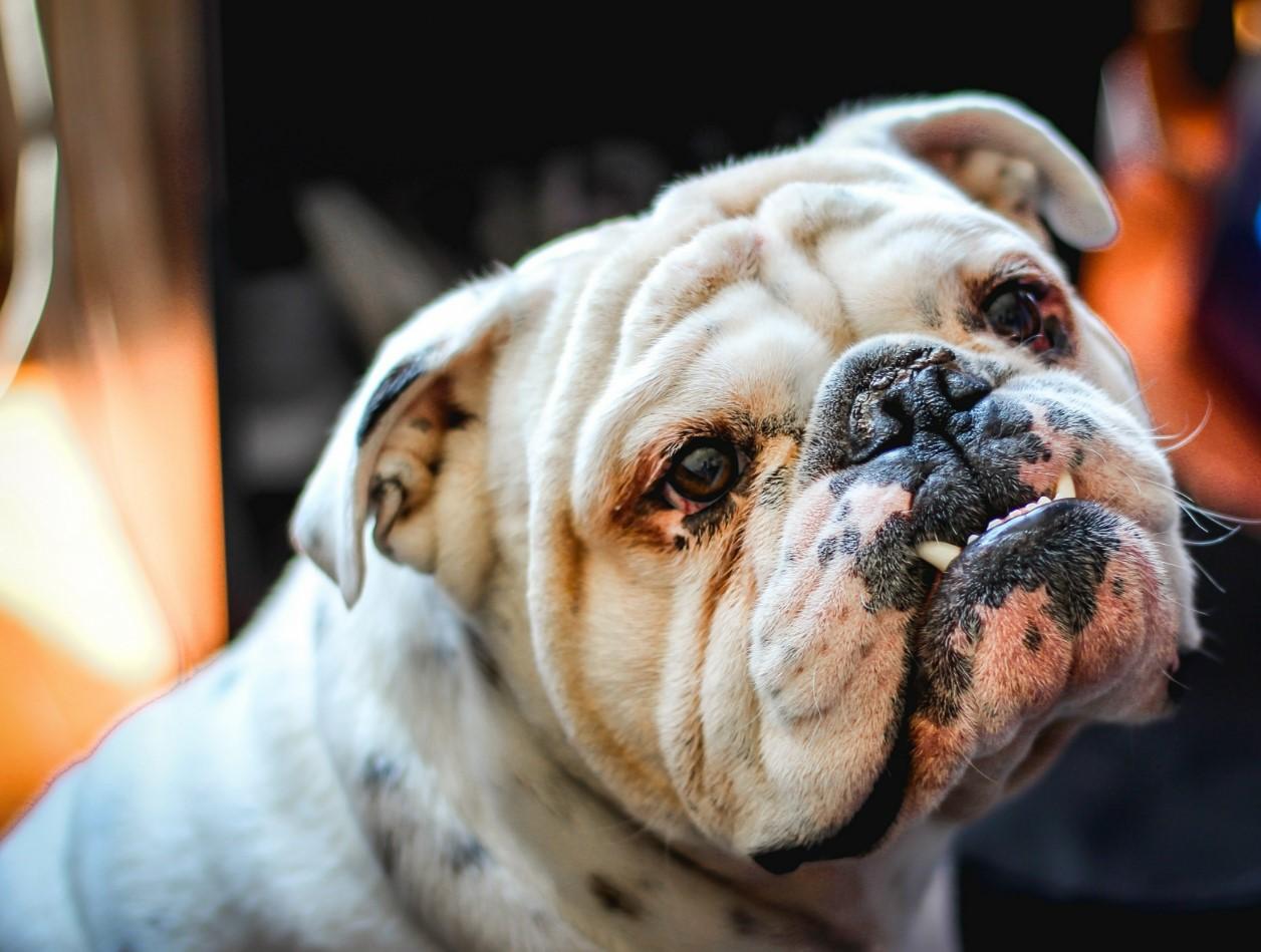 10 razas de perros chatos o con hocico corto - Conoce a estos peludos ...