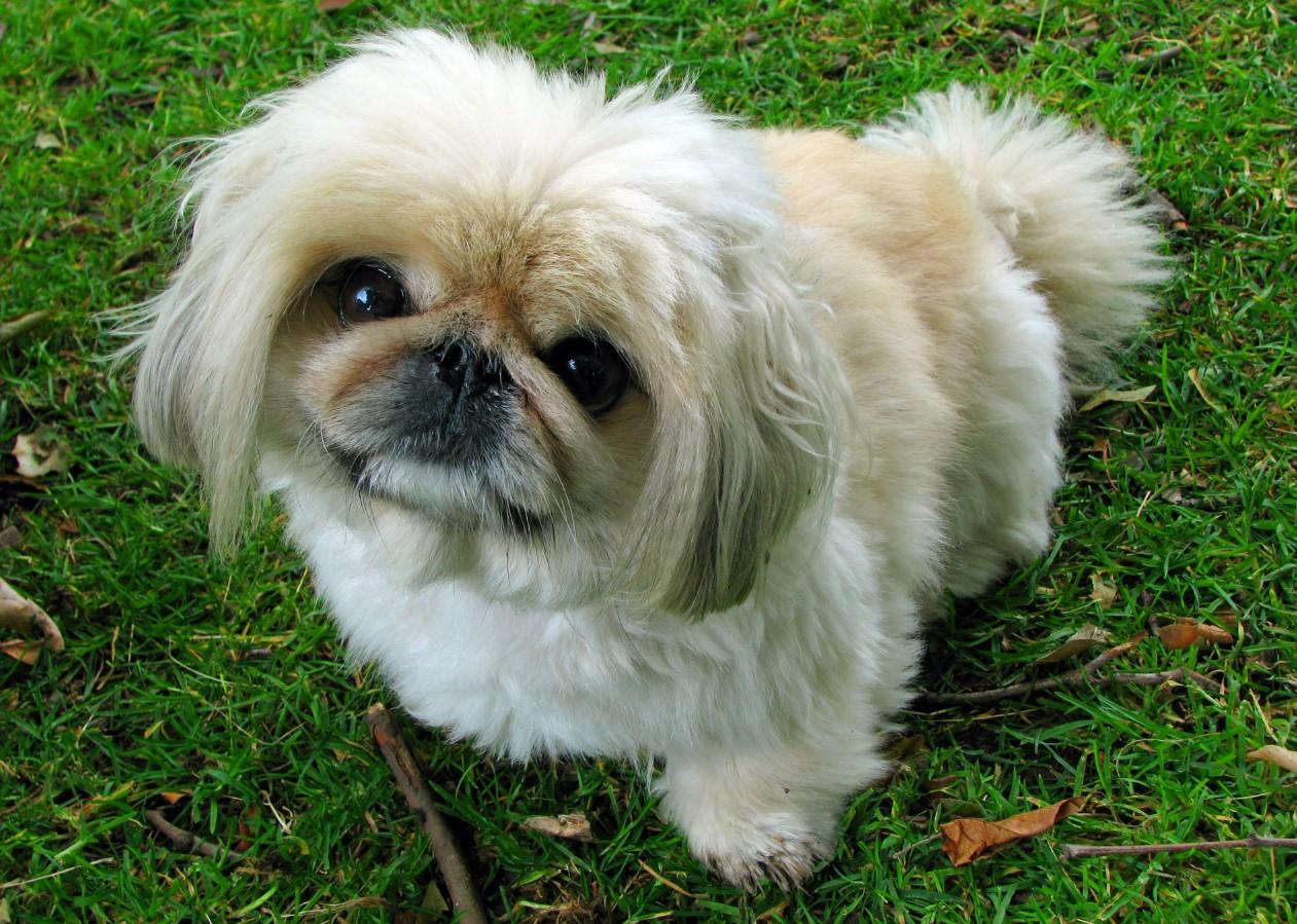 10 razas de perros chatos o con hocico corto - Conoce a estos peludos ...