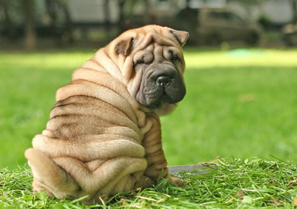 10 razas de perros chatos o con hocico corto - Conoce a estos peludos ...