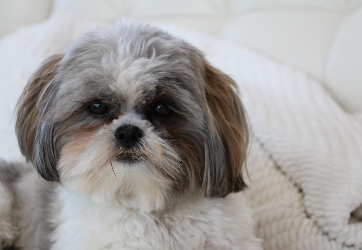 10 razas de perros chatos o con hocico corto - Conoce a estos peludos ...