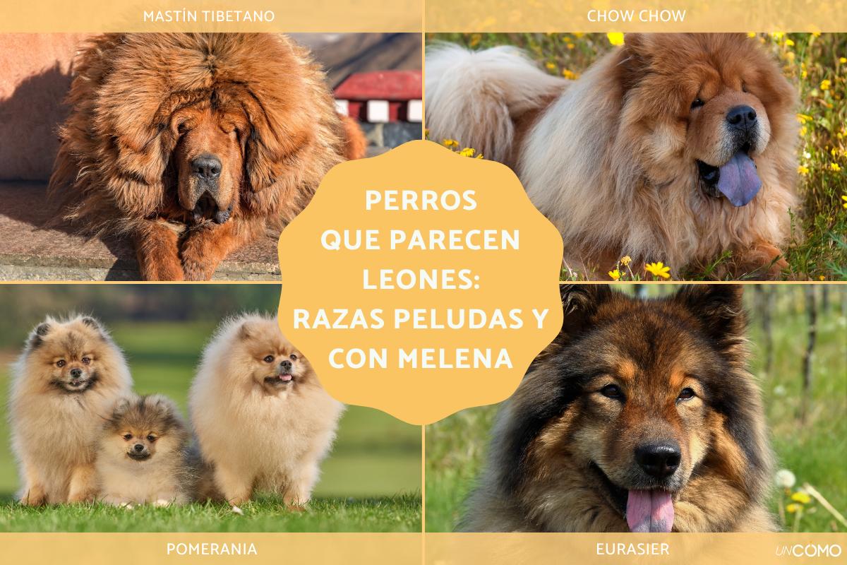 Perros que parecen leones: descubre estas razas peludas y con melena