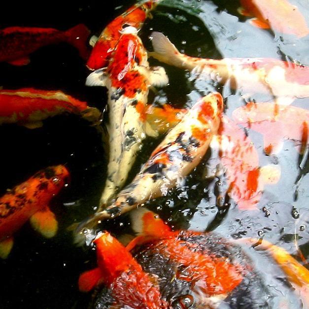 Cómo hacer una criadero de peces - 5 pasos