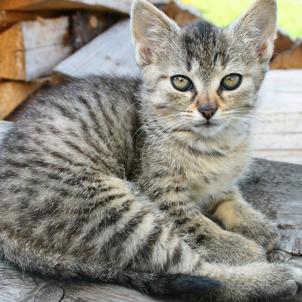 Cómo hacer repelente de gatos - 5 pasos