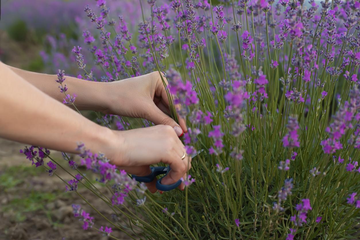 Cómo Podar Una Lavanda - GUÍA PASO A PASO