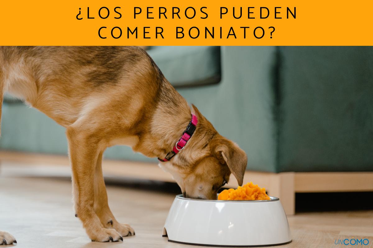 Son Batatas Horneadas Buenas Para Perros