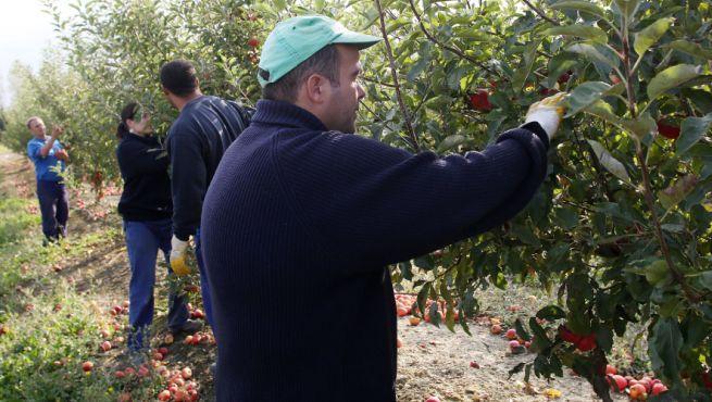 Cómo trabajar recogiendo fruta en el campo - descúbrelo aquí