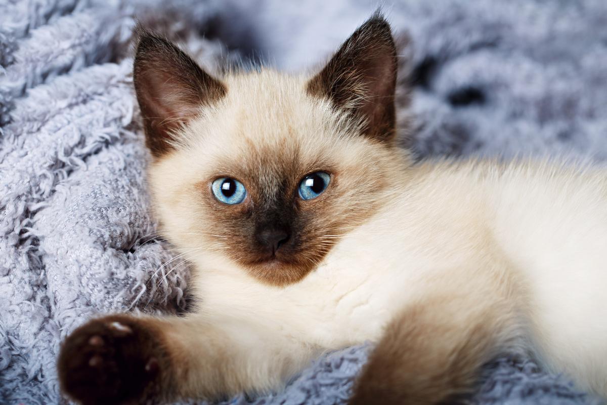 Las 10 razas de gatos más caros del mundo: descubre sus precios